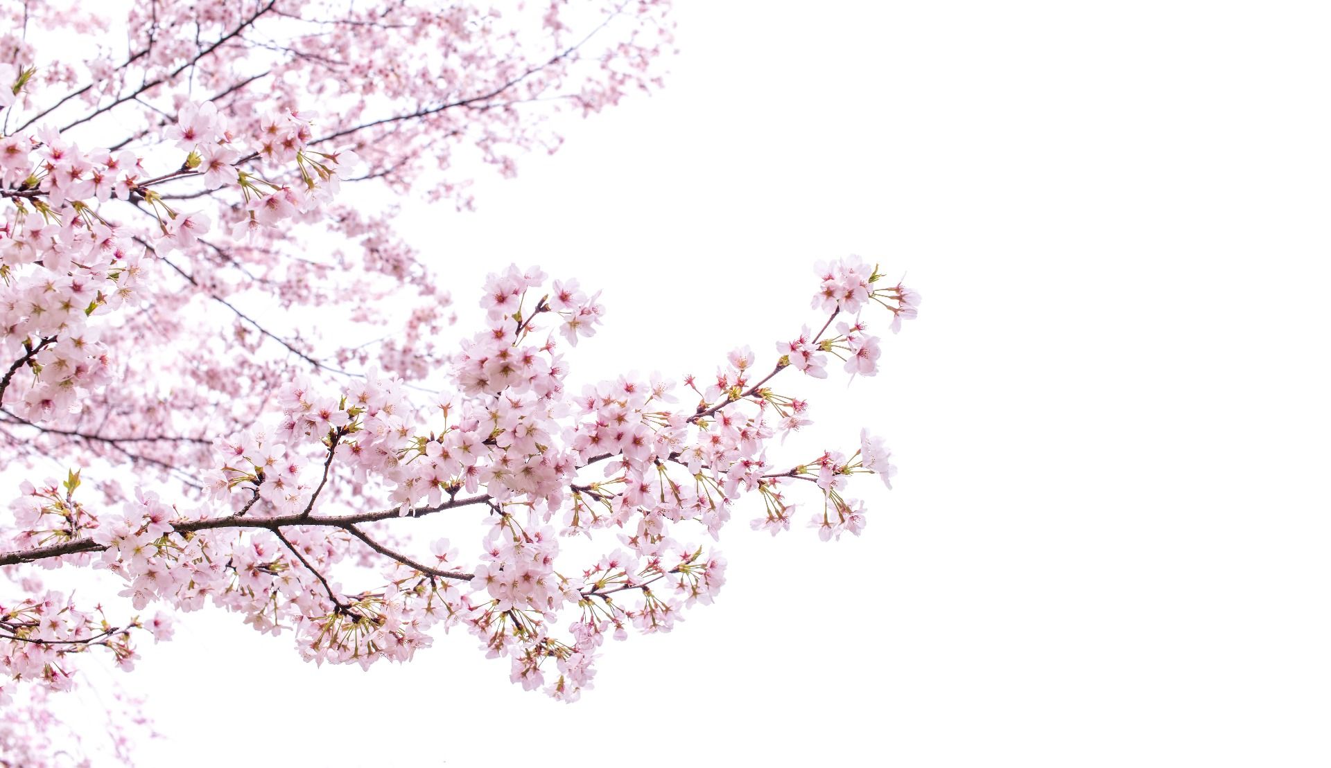 Ramas de flores rosas PapelPintado.com