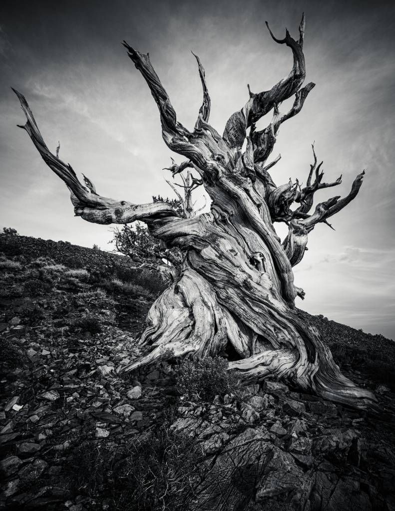 Árbol de Matusalén PapelPintado.com