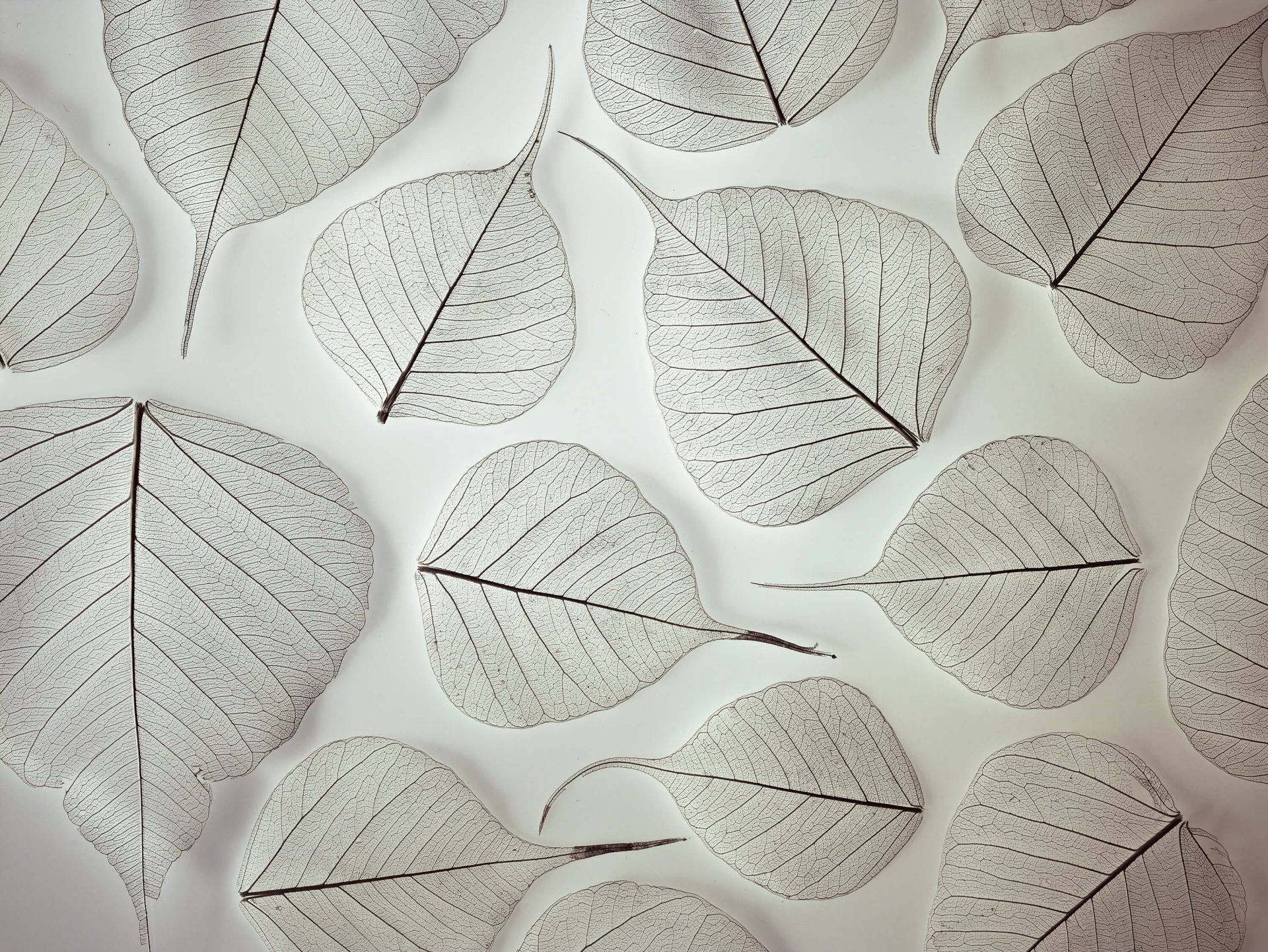 Hojas 3D PapelPintado.com